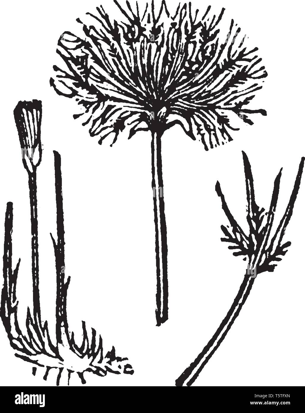 Plantes de papyrus Banque d'images vectorielles - Alamy