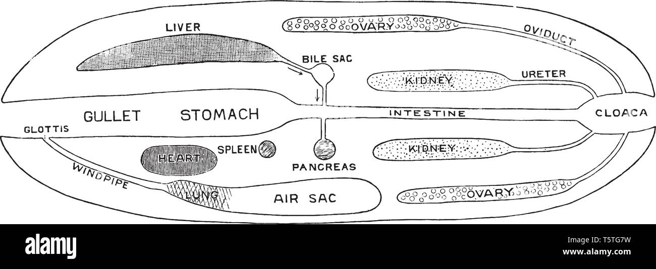 Carnivorous reptiles Banque de photographies et d’images à haute ...