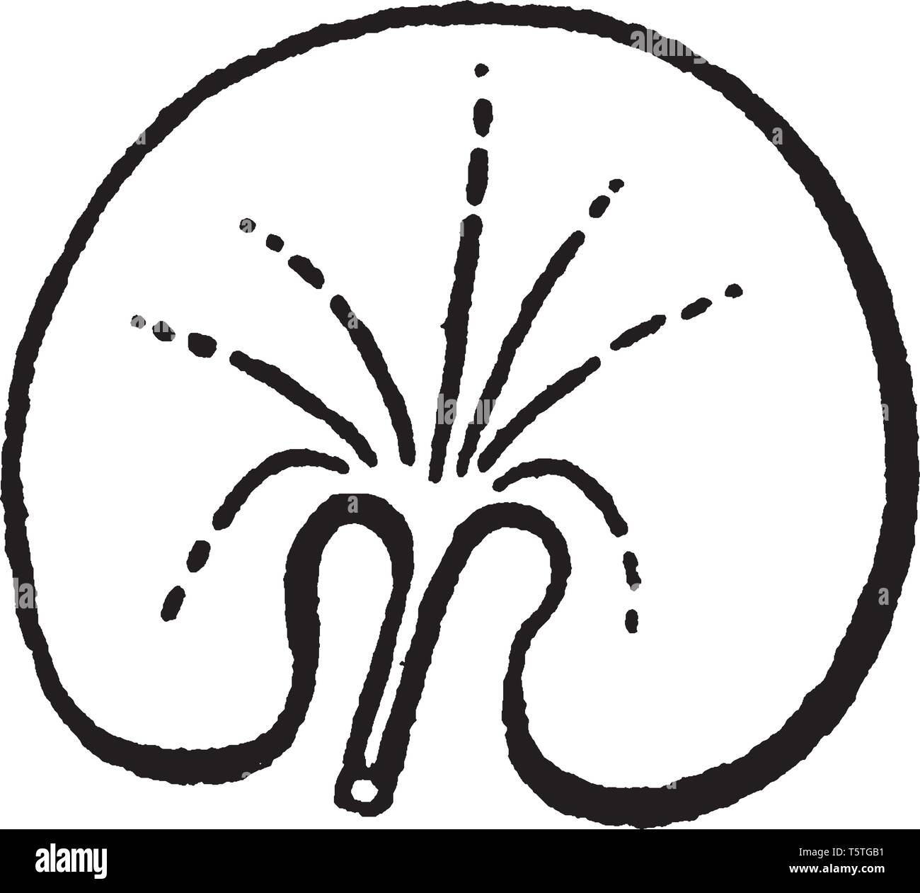 Feuille De Rein Banque d'images vectorielles - Alamy