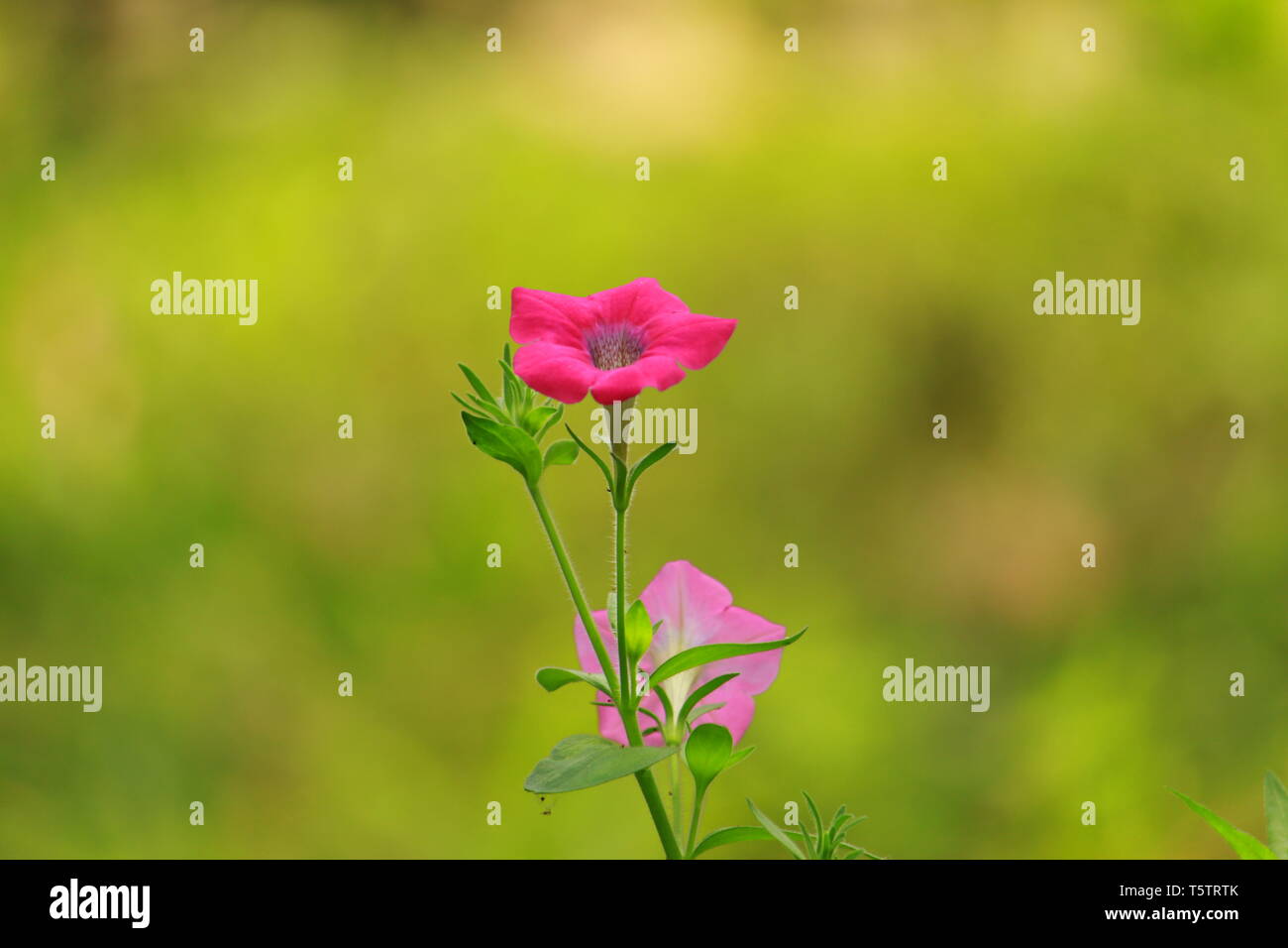 Meilleure image de fleurs Banque de photographies et d’images à haute ...