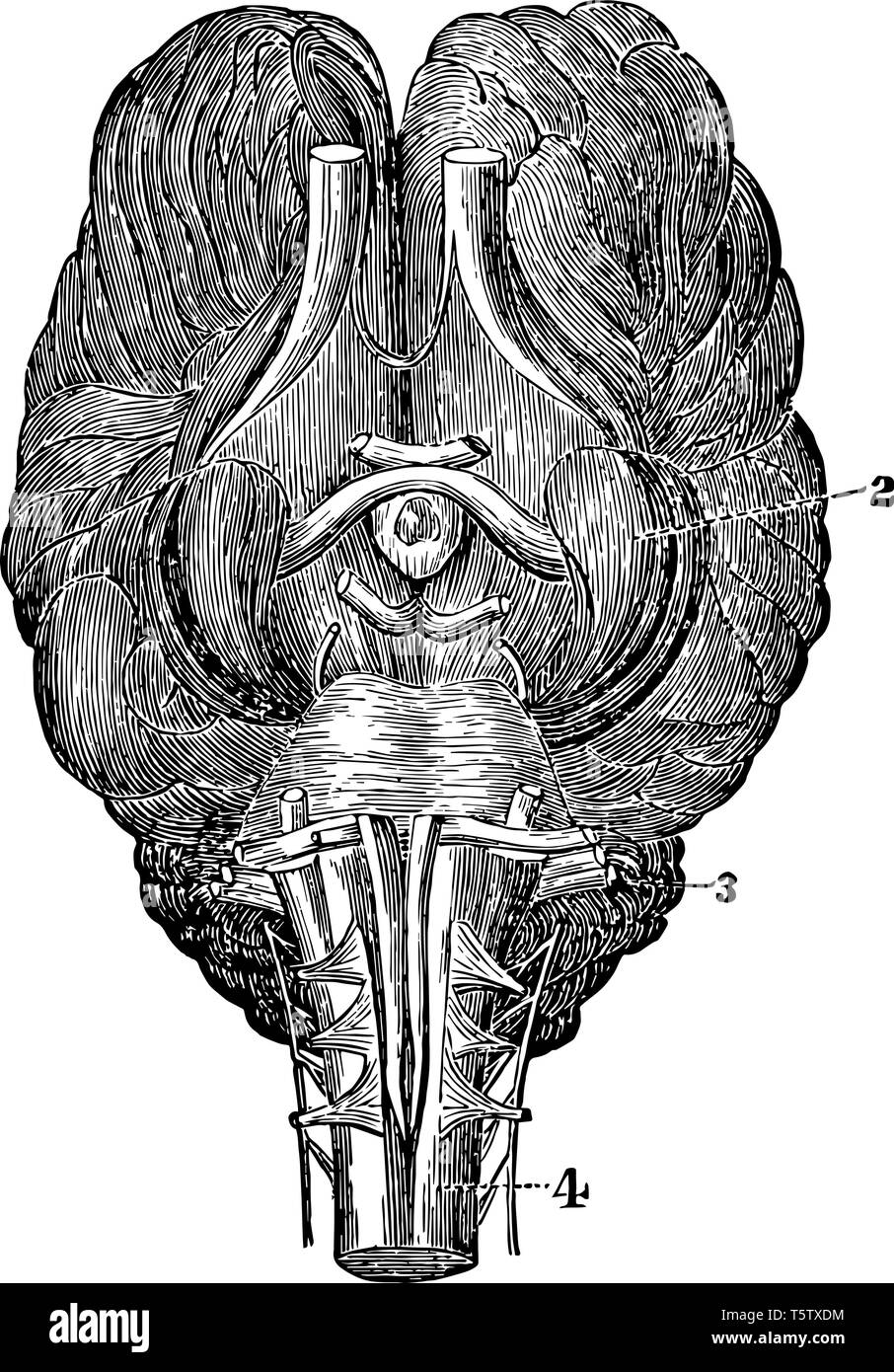 Cette image représente la base du cerveau d'un cheval vintage dessin ou ...