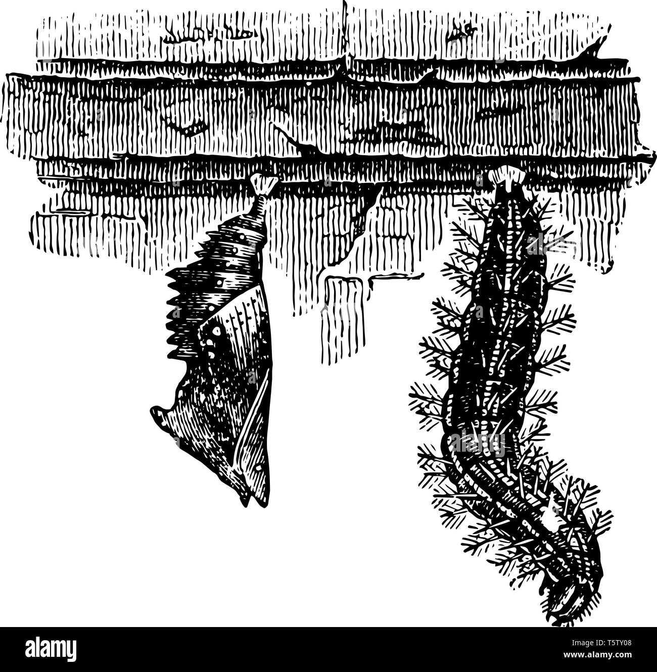 Chrysalide dessin Banque d'images vectorielles - Alamy