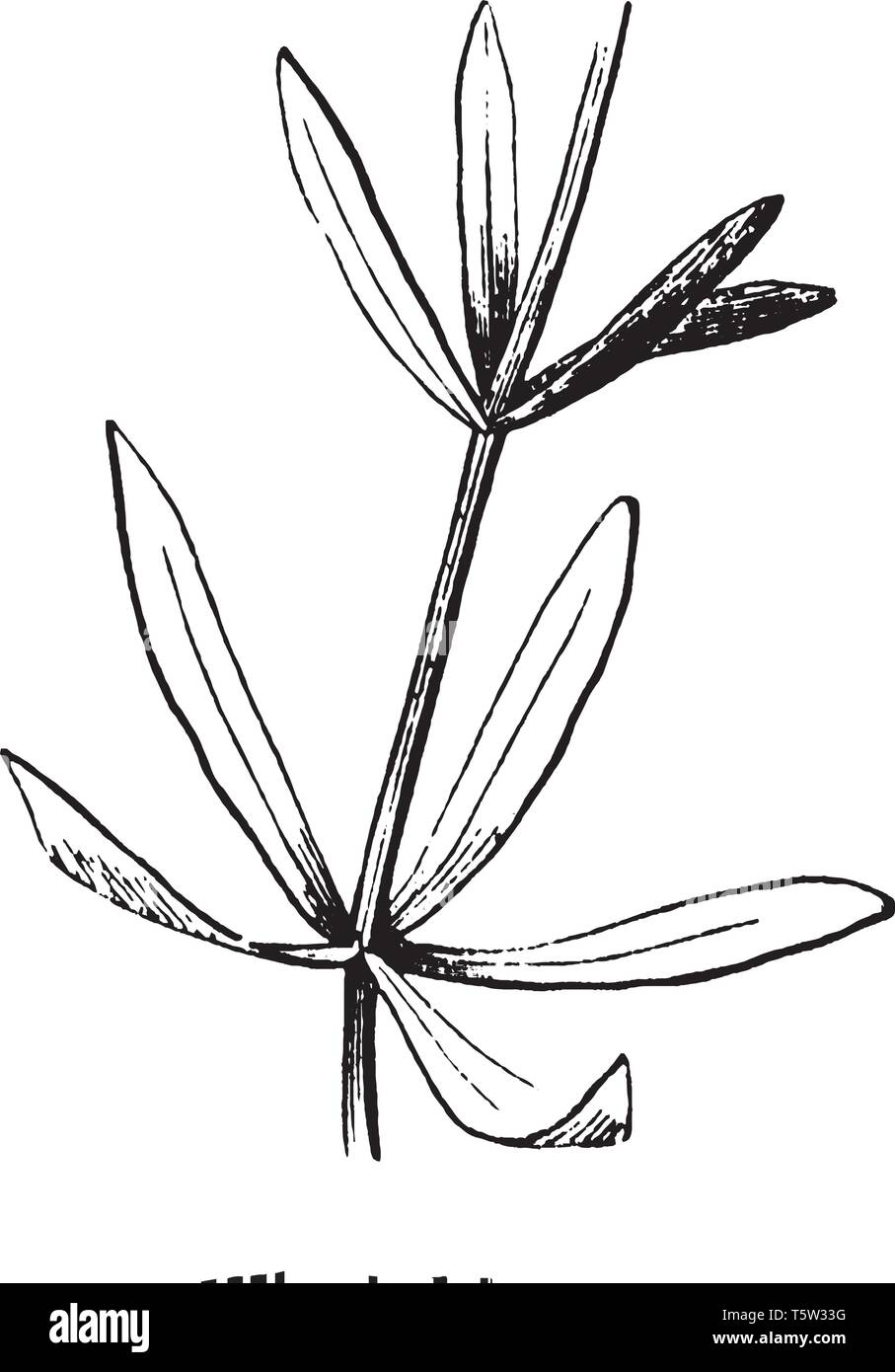 Arrangement de feuilles et de branches verticillées Banque de ...