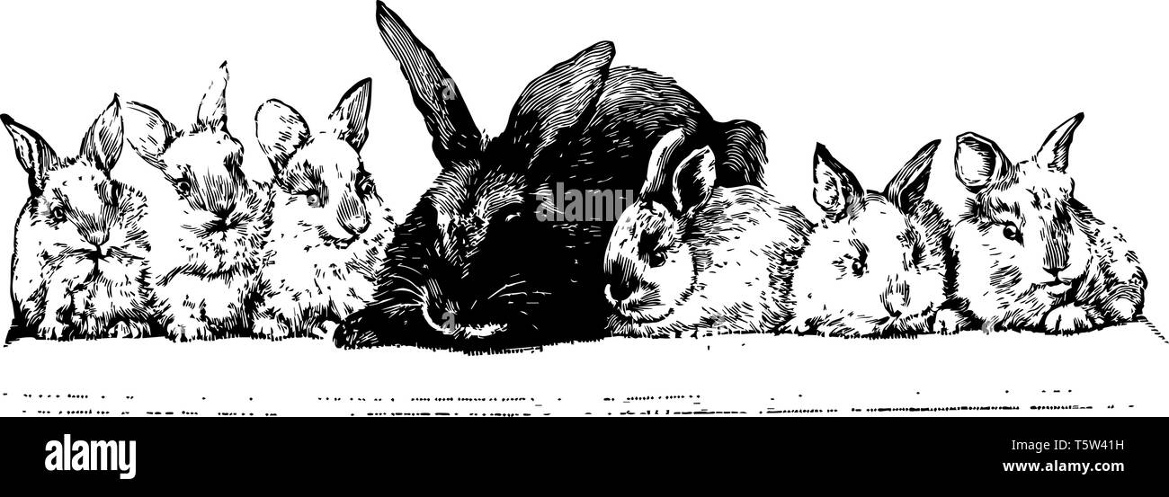Cette photo montre 7 lapins. 1 lapin semble être un adulte et de reste ...