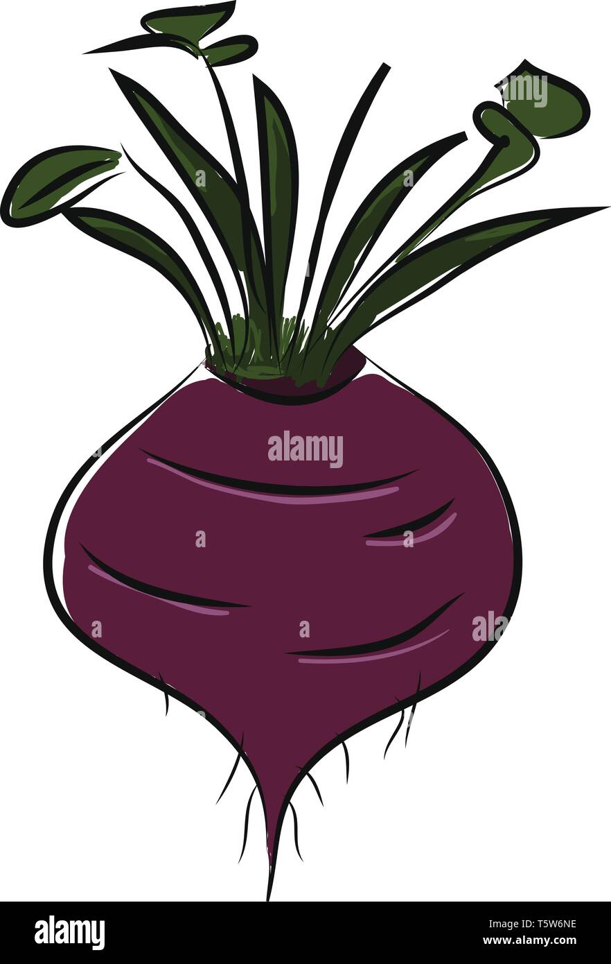 Une betterave violet avec tige et feuilles vertes, Scénario, dessin en ...