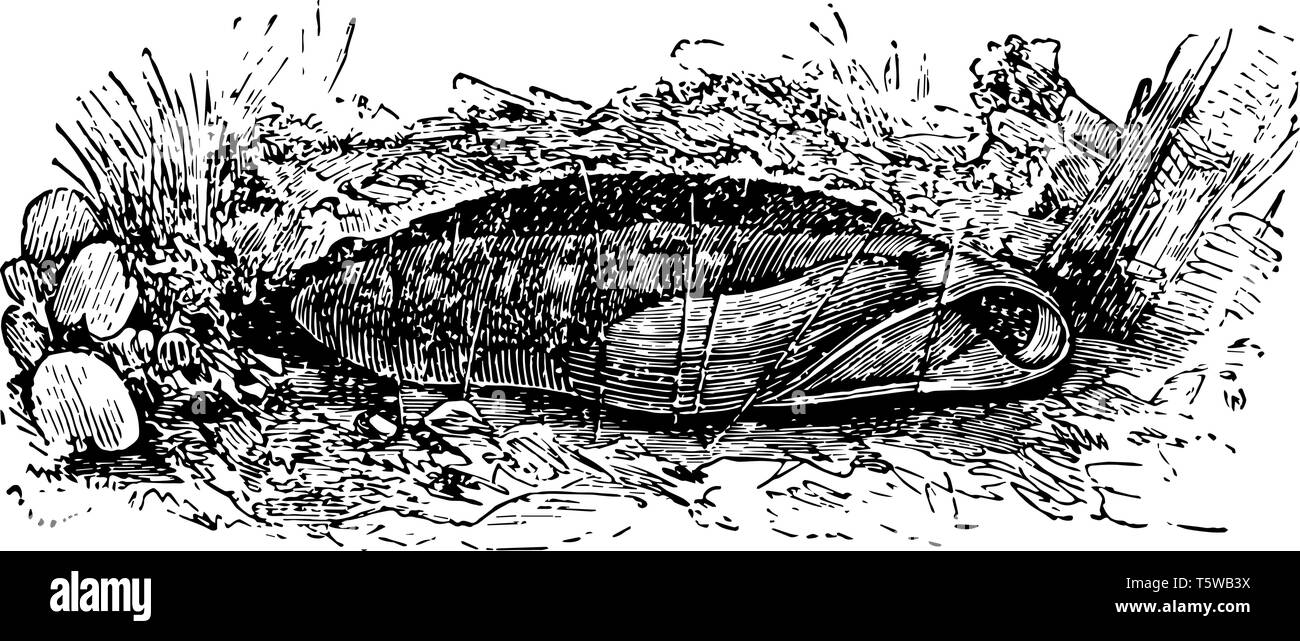 Chrysalide dessin Banque d'images vectorielles - Alamy