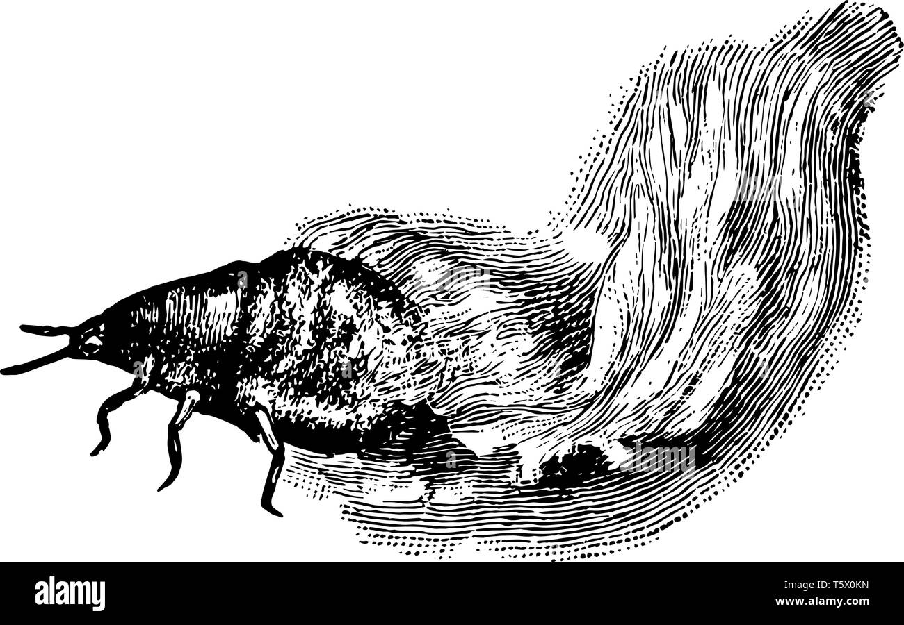 Famille des poux dessin Banque d'images vectorielles - Alamy