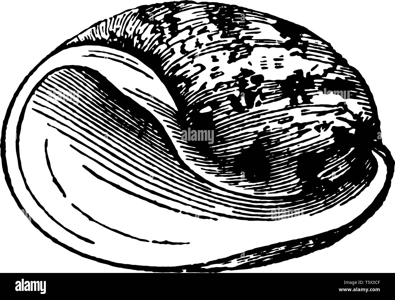 Hermaphrodite art Banque d'images vectorielles - Alamy