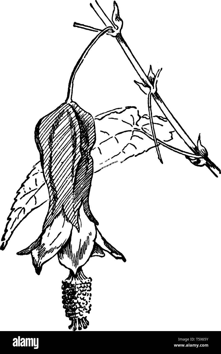 Il estime que la fleur est sec, anthère est dans la fleur, et les ...