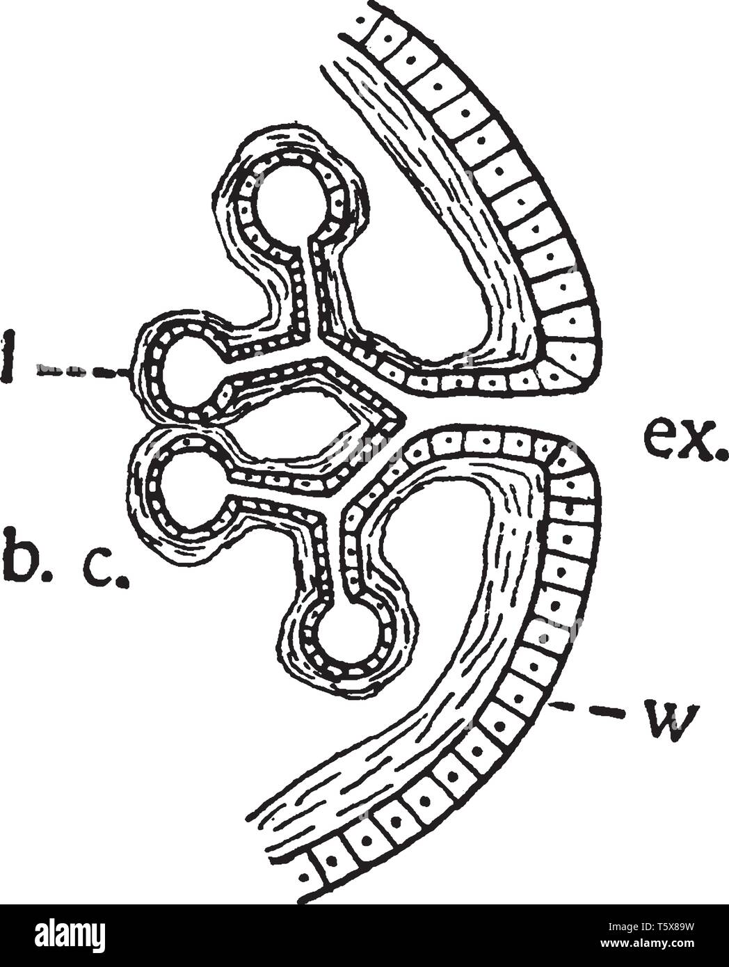 Appareil respiratoire poisson Banque de photographies et d’images à ...