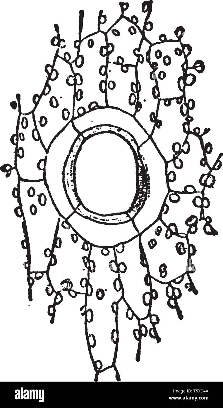 Stoma drawing Banque de photographies et d’images à haute résolution ...