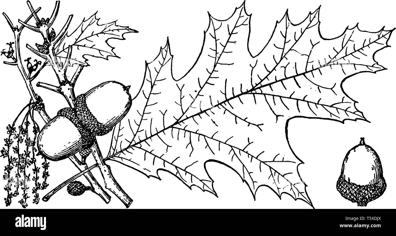 Chêne rouge du nord Banque d'images vectorielles - Alamy