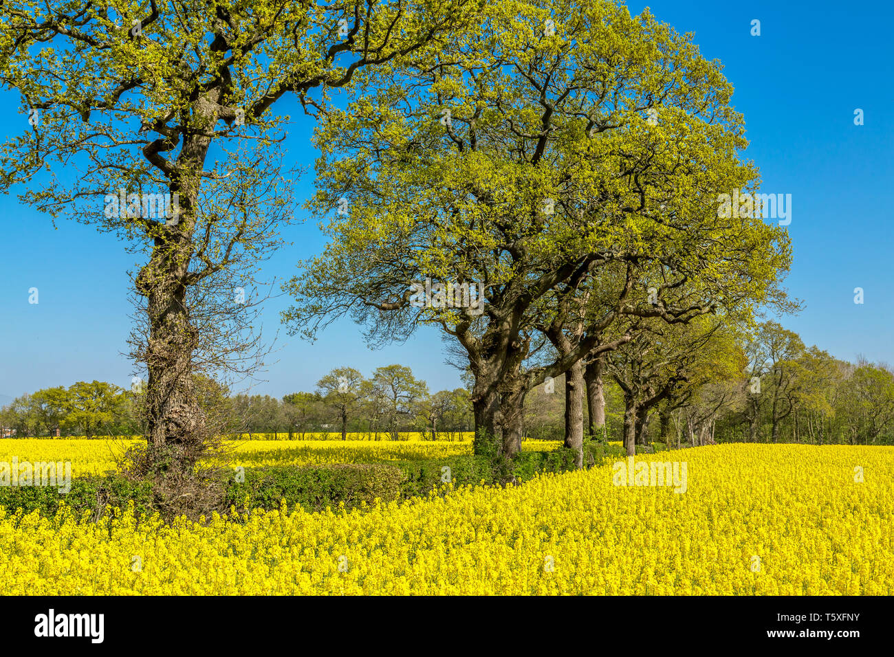 Champs de colza en fleurs Banque de photographies et d’images à haute ...