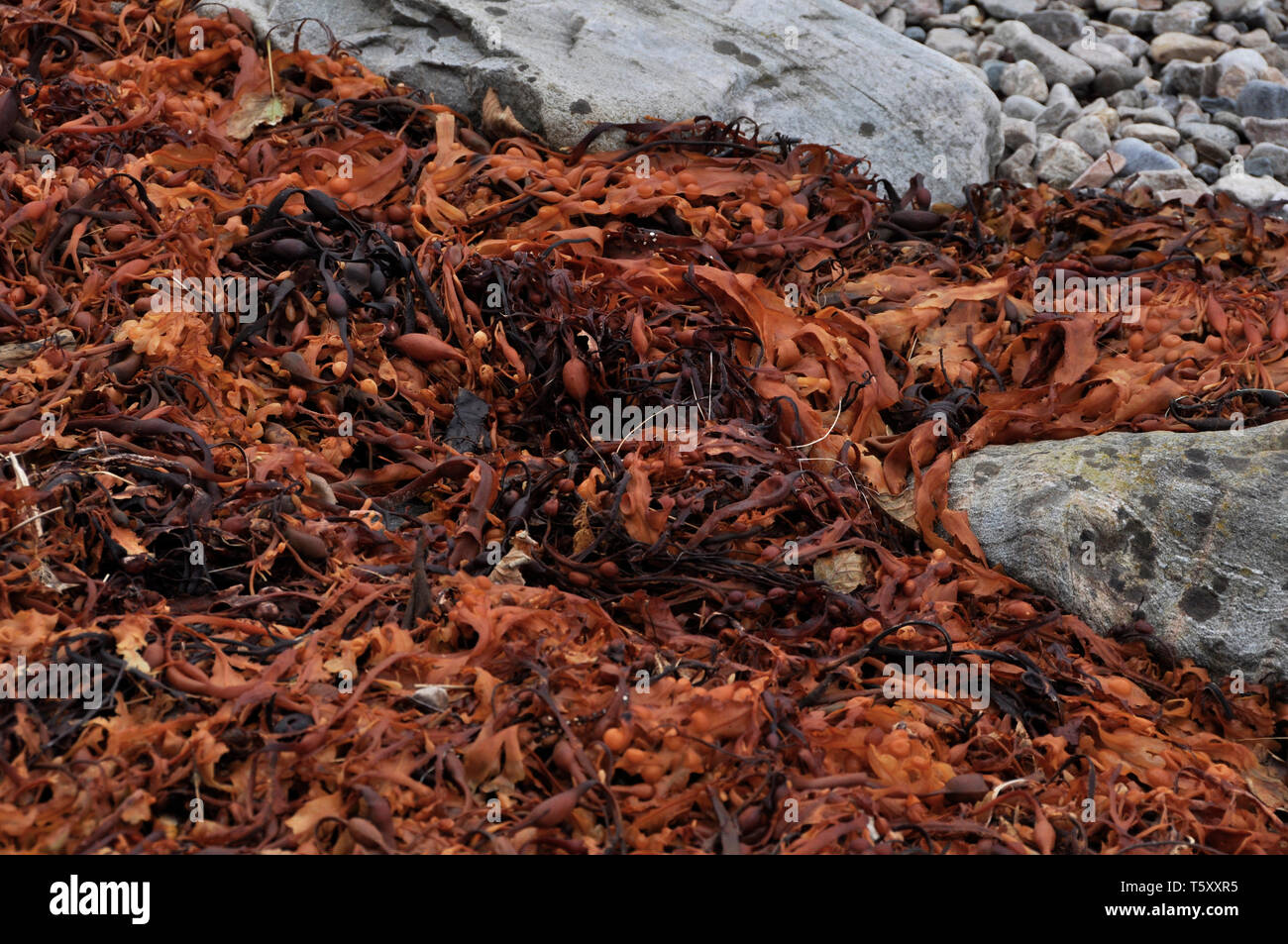 Bladderwrack seaweed Banque de photographies et d’images à haute ...