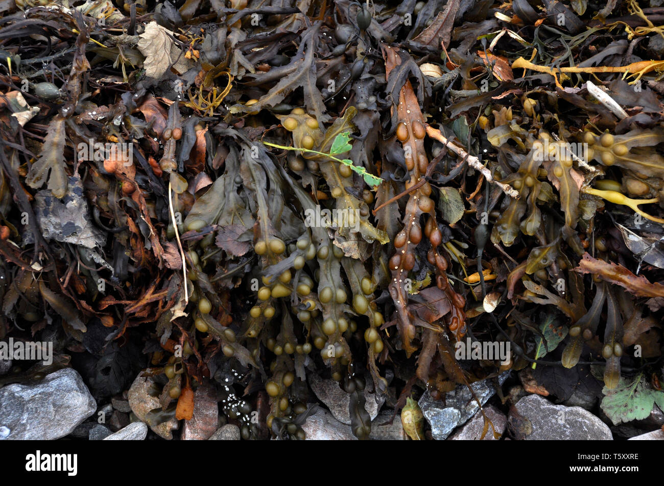 Bladderwrack seaweed Banque de photographies et d’images à haute ...