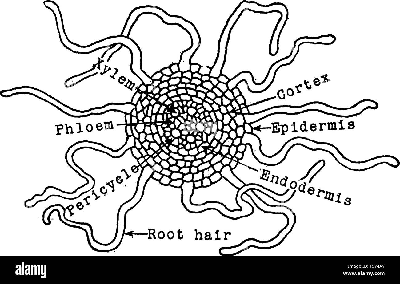 Plant root cells Banque d'images vectorielles - Alamy