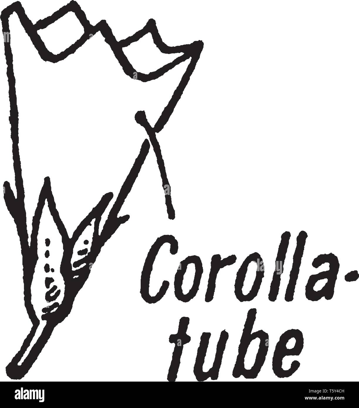 Une photo montrant le tube de la corolle d'une fleur qui est une ...