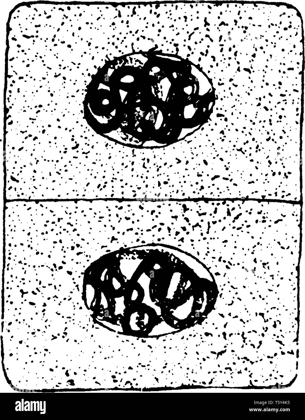 Une nouvelle membrane cellulaire a été formé dans la cellule fille deux ...