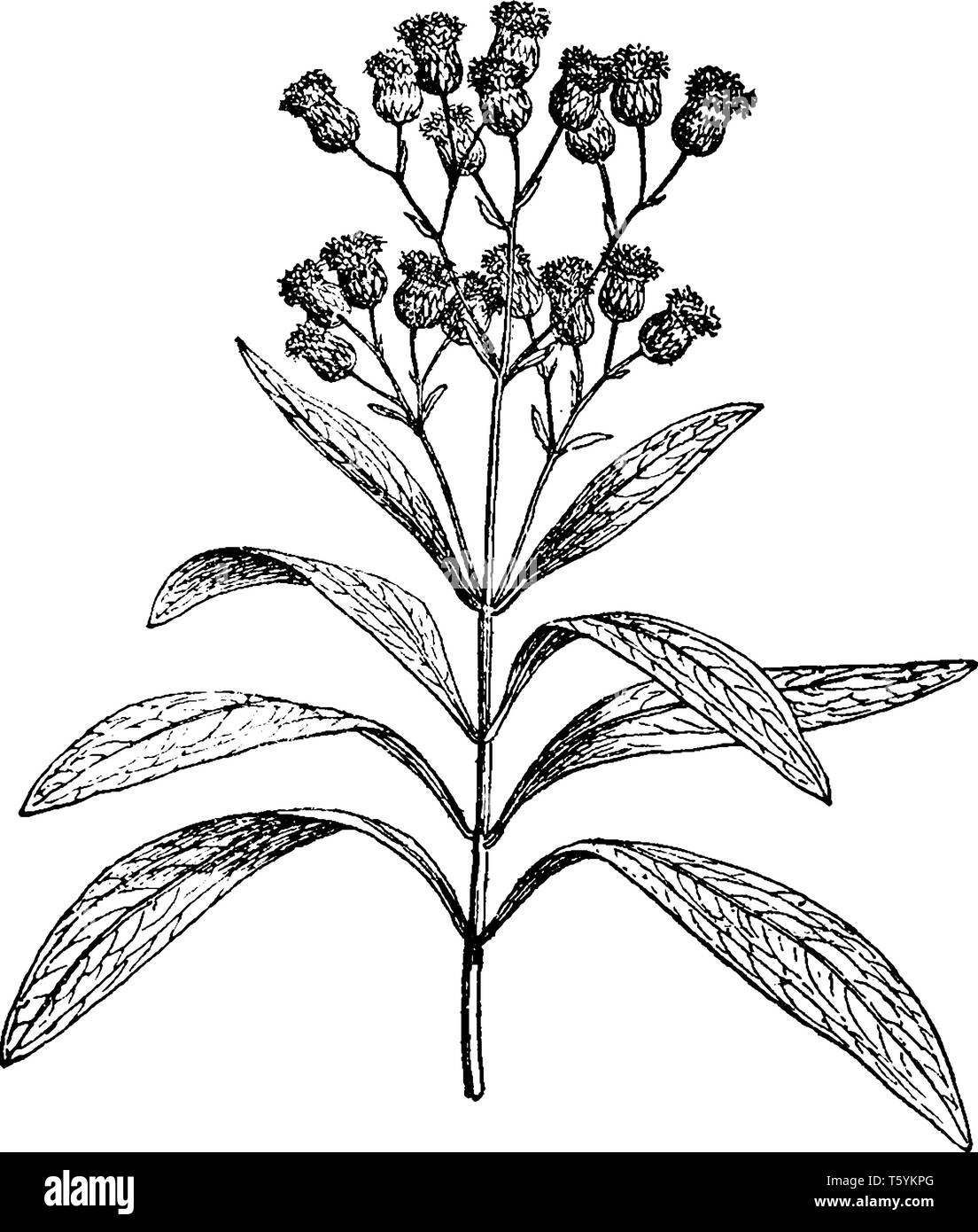 Les longues feuilles lancéolées et lisses. Chaque fleur mince et glabre ...