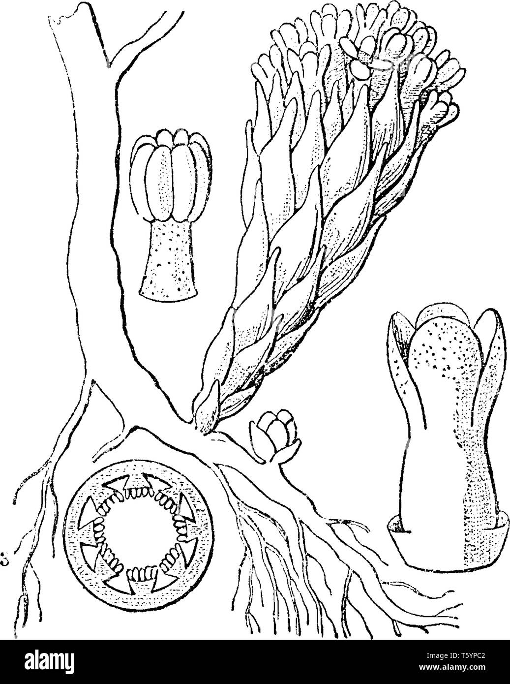 Structure de la fleur Banque de photographies et d’images à haute ...