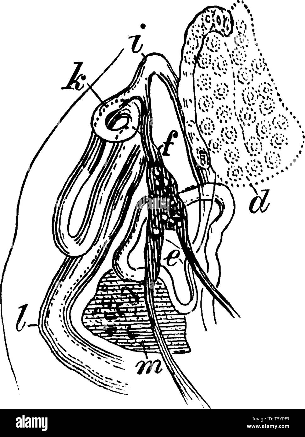 Les organes de reproduction du ver Trematoid vitellarian commune a ...