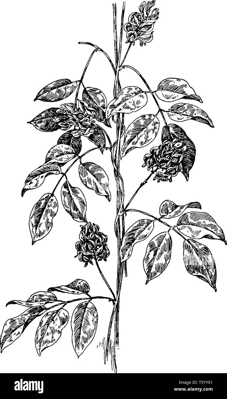 Groundnut apios tuberosa Banque de photographies et d’images à haute ...