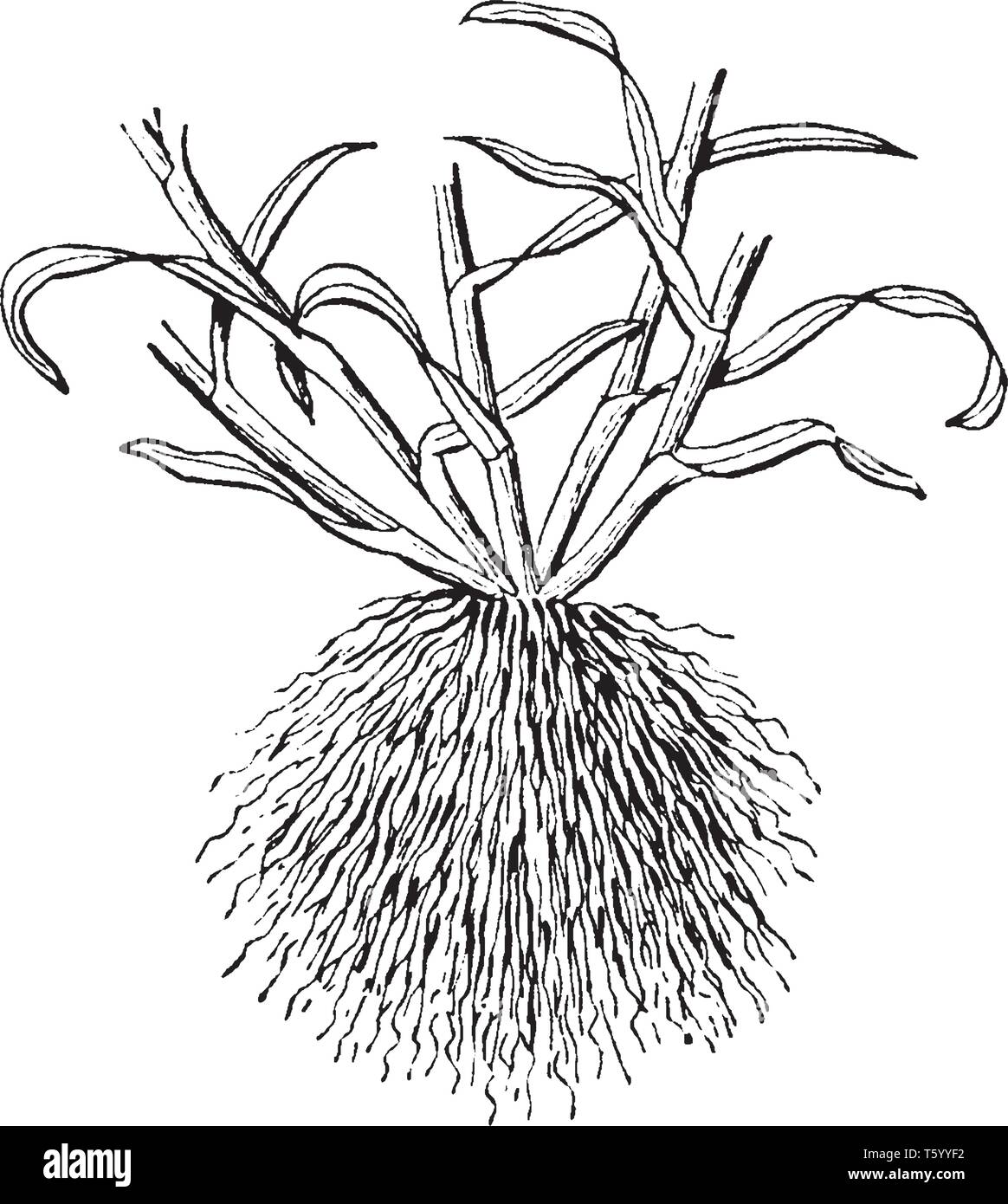 Racines adventives Banque d'images vectorielles - Alamy