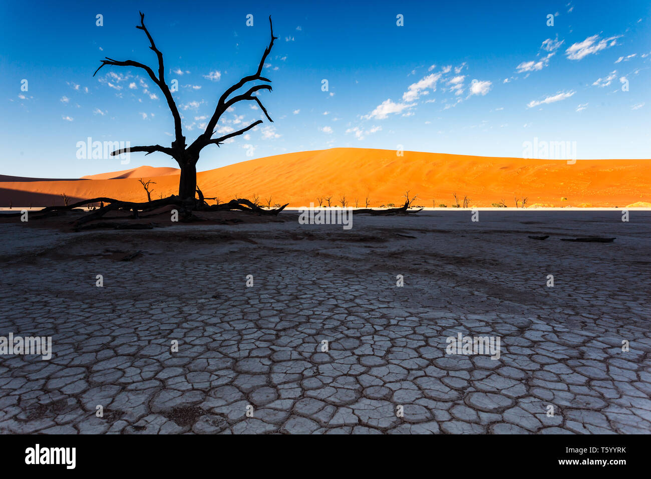 La crête ensoleillée contraste avec black silhouette d'arbre mort et ...