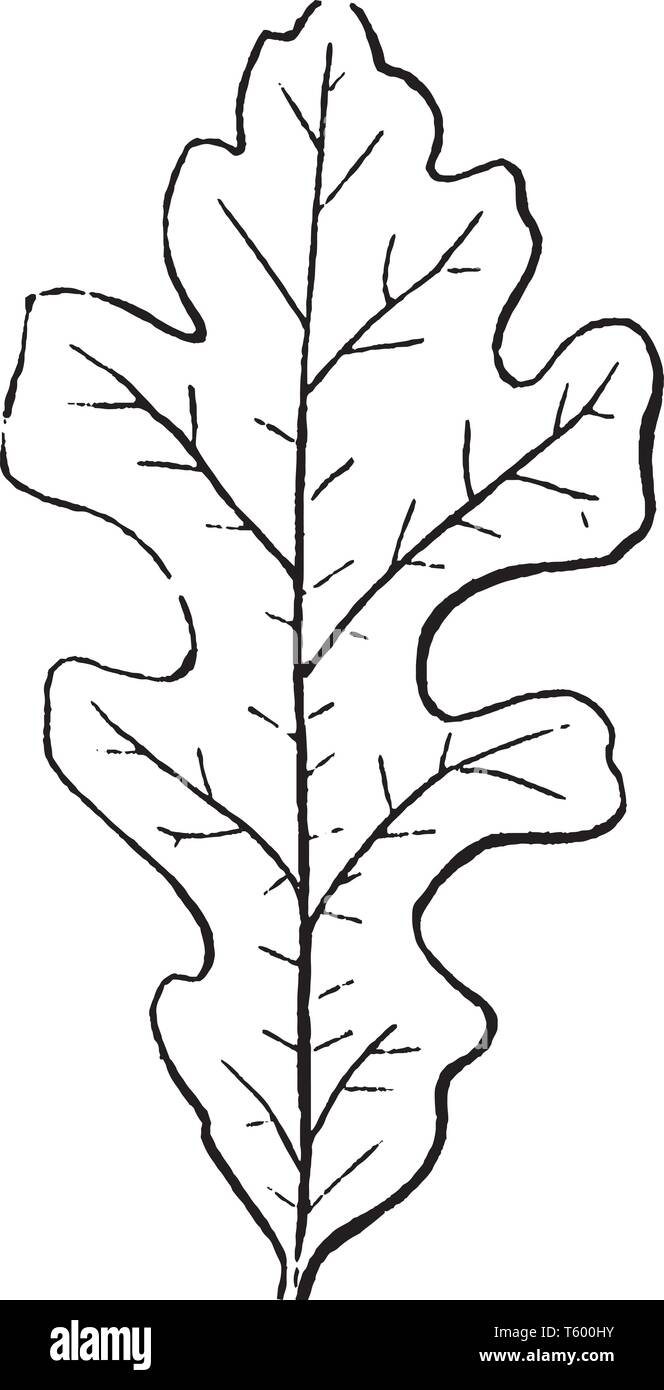 Une image de feuilles lobées. Les lobes sont arrondis émoussé. La marge ...