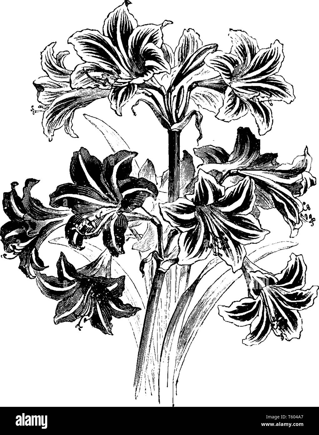 Feuilles charnues Banque d'images vectorielles - Alamy