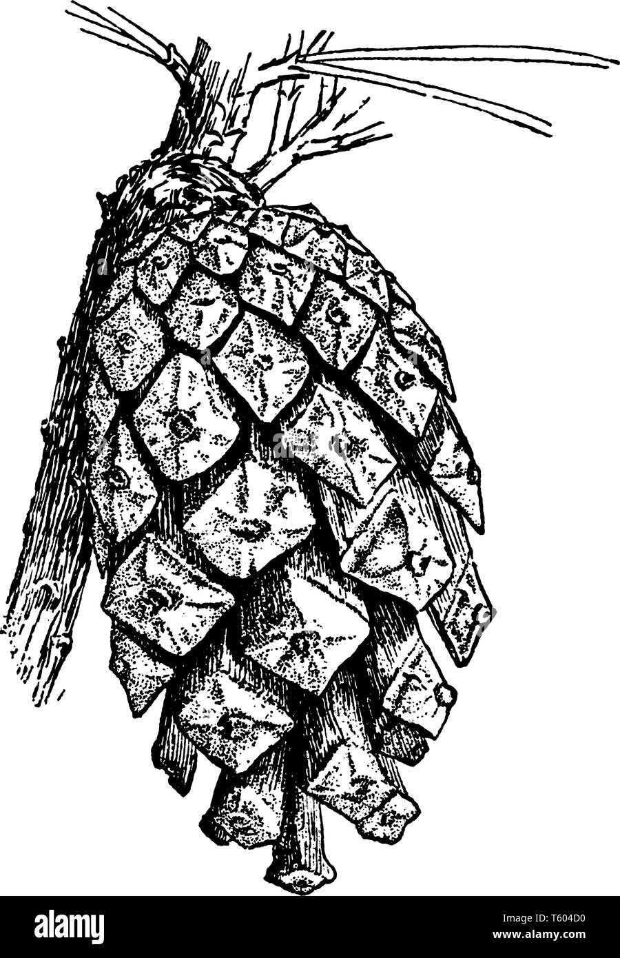 Pinus sylvestris cone Banque d'images vectorielles - Alamy