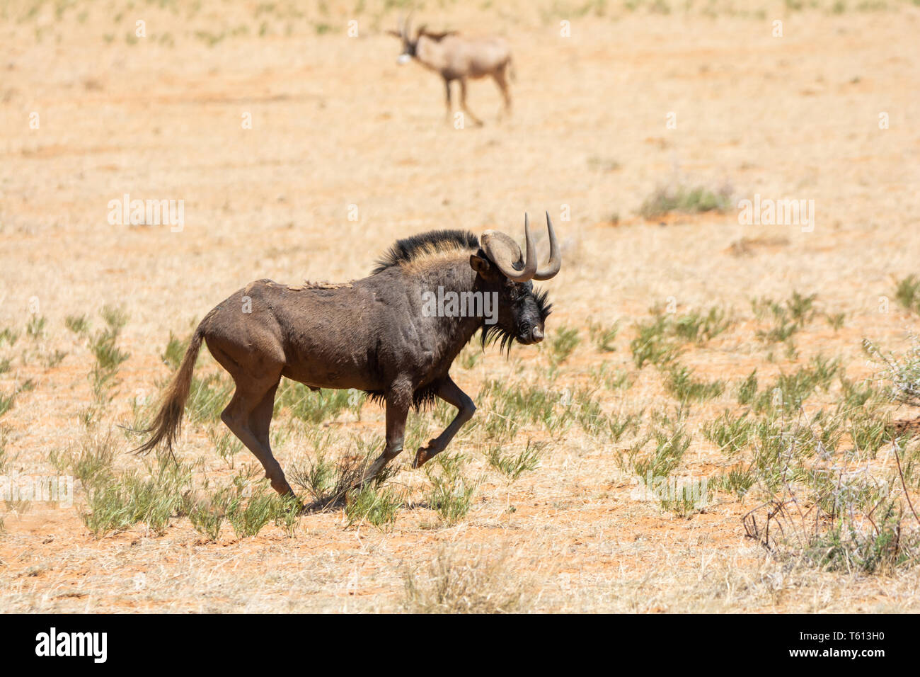 Le Gnou noir par un point d'eau dans le sud de la savane africaine Photo Stock - Alamy