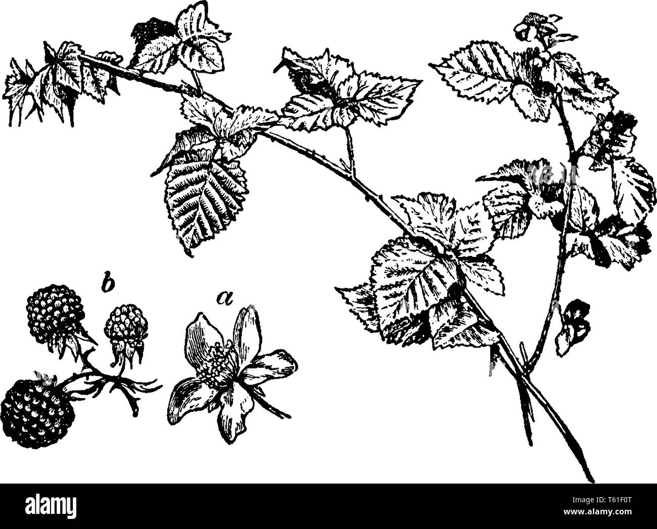 Branches épineuses Banque d'images vectorielles - Alamy