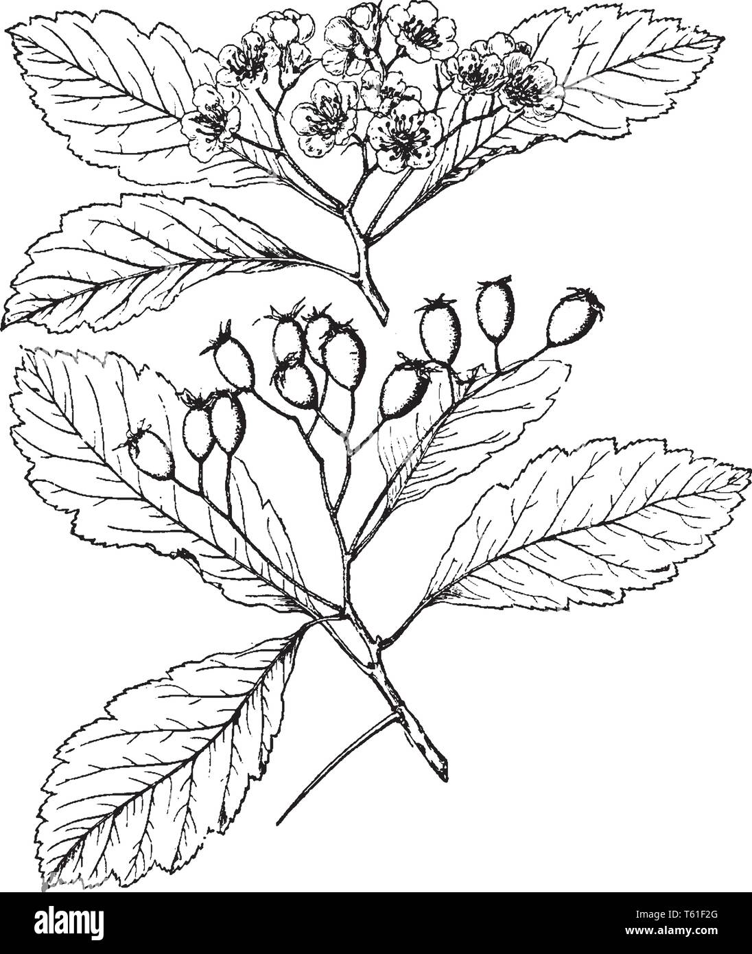 Fleurs autochtones Banque d'images vectorielles - Alamy