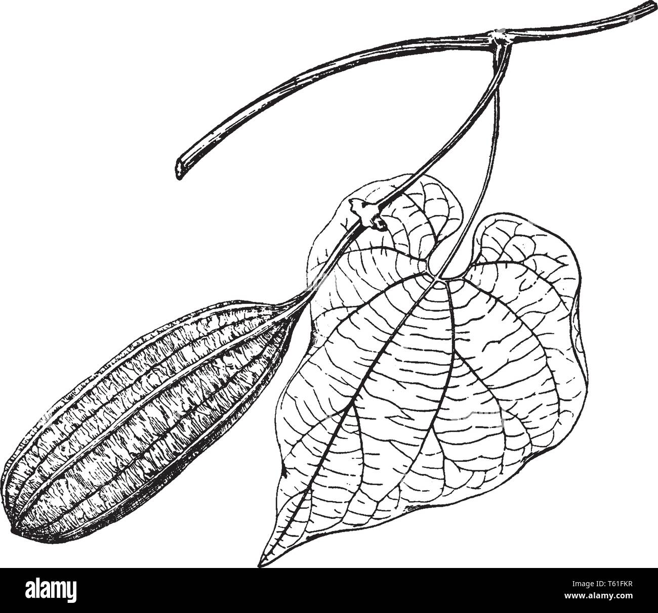 Grandes feuilles en forme de feuilles Banque d'images vectorielles - Alamy