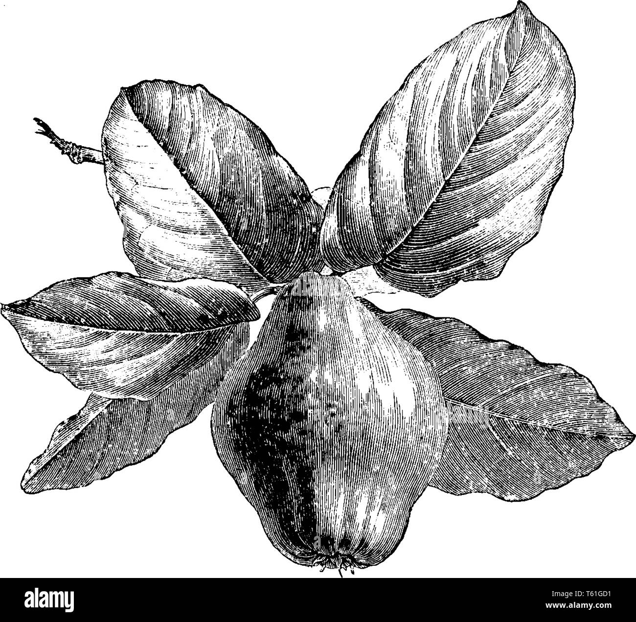 Feuilles de coing Banque d'images vectorielles - Alamy