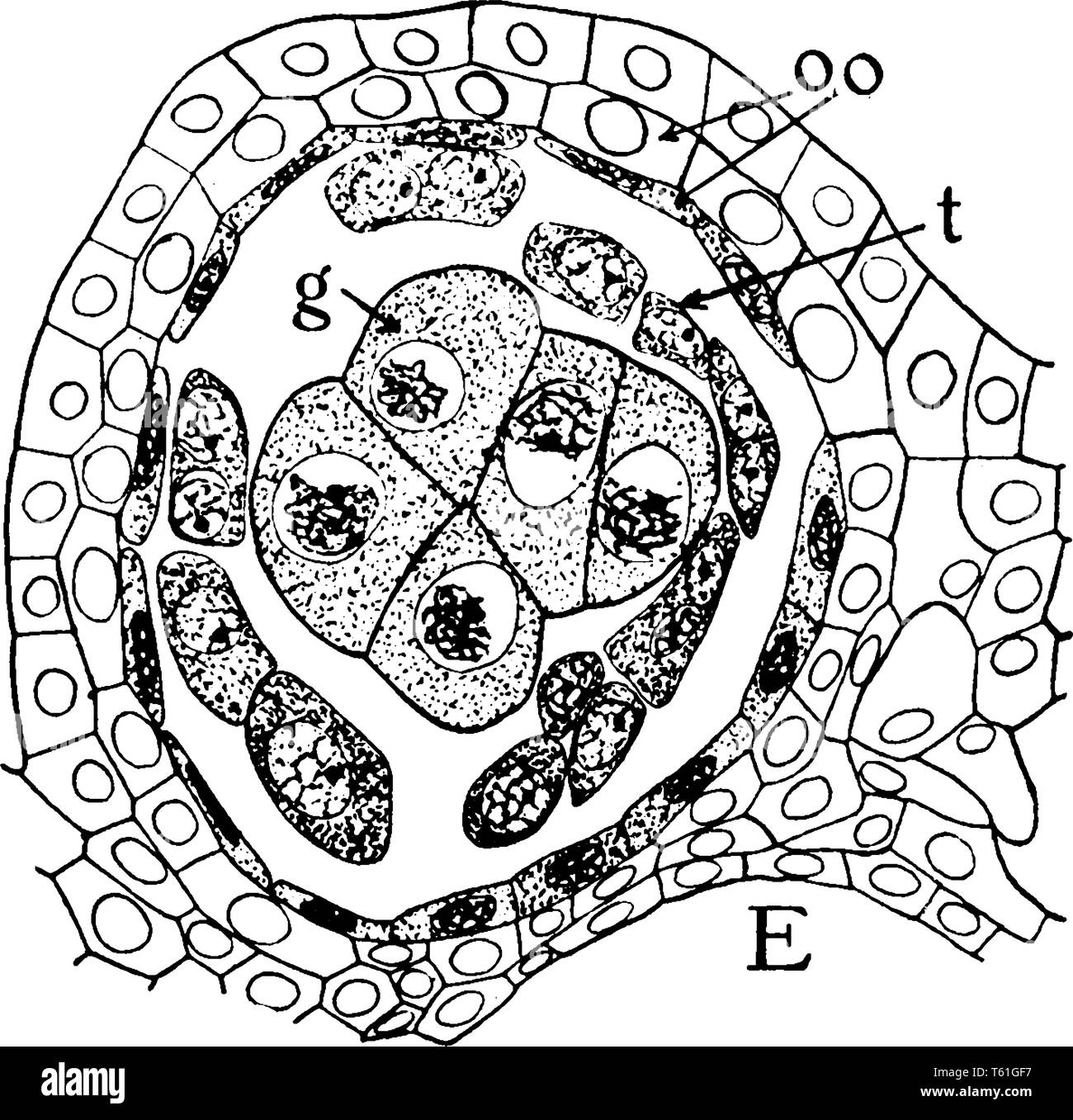 Mitose chez les cellules vegetaux Banque de photographies et d’images à ...
