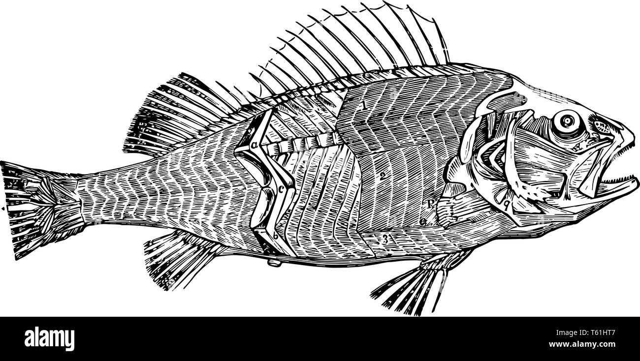 Les muscles d'un poisson disposé de chaque côté du tronc d'une série d ...