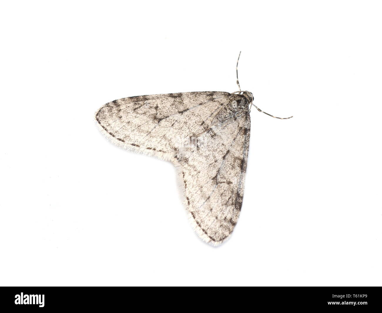 Papillon isolé Banque de photographies et d’images à haute résolution ...