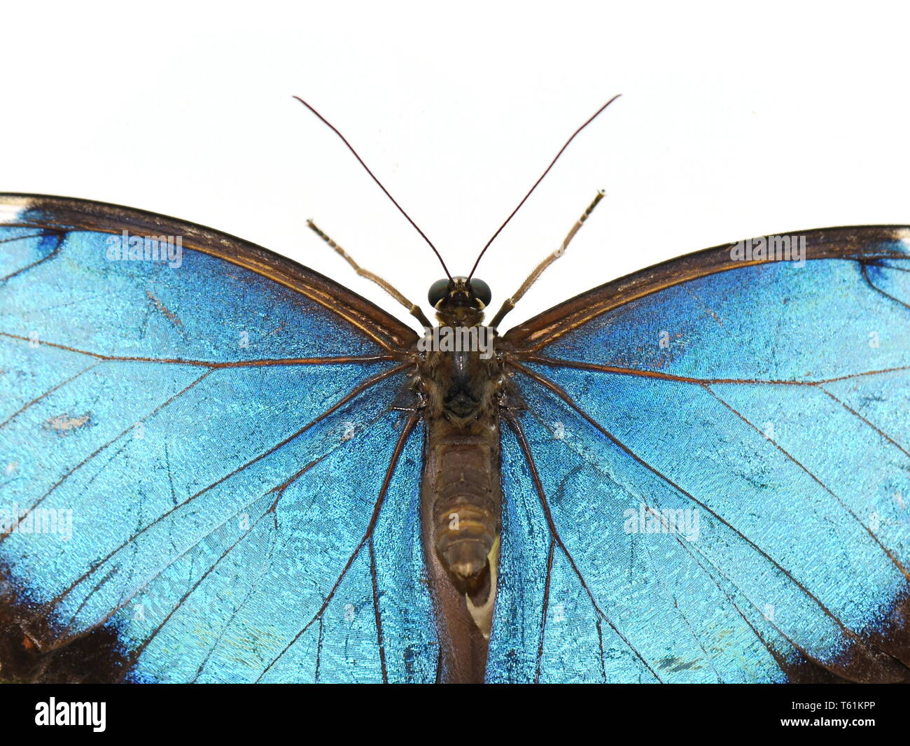 Insecte bleu Banque de photographies et d’images à haute résolution - Alamy