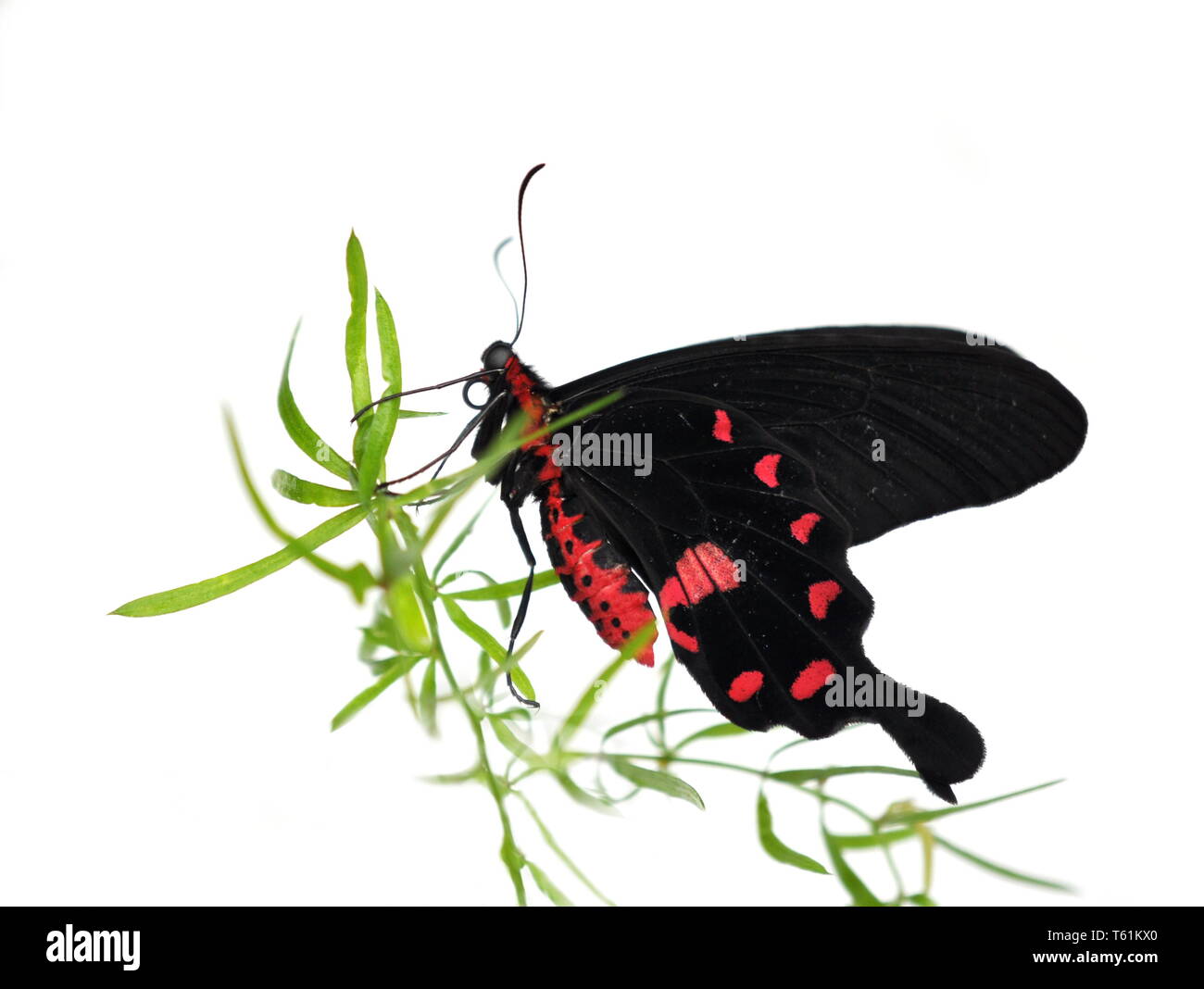 Rose avec papillon Banque de photographies et d’images à haute ...