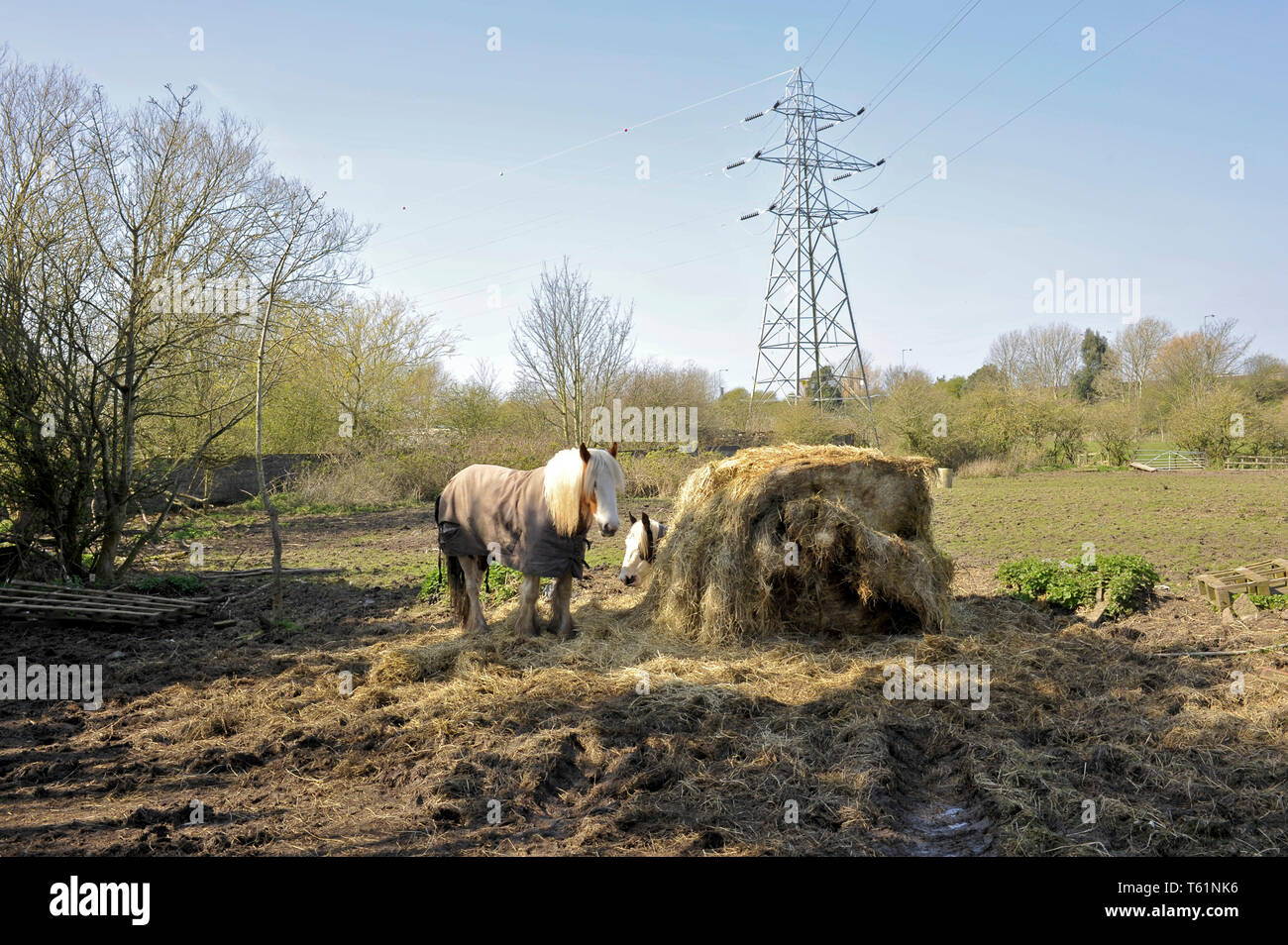 Cheval mangeant du foin en hiver Banque de photographies et d’images à ...