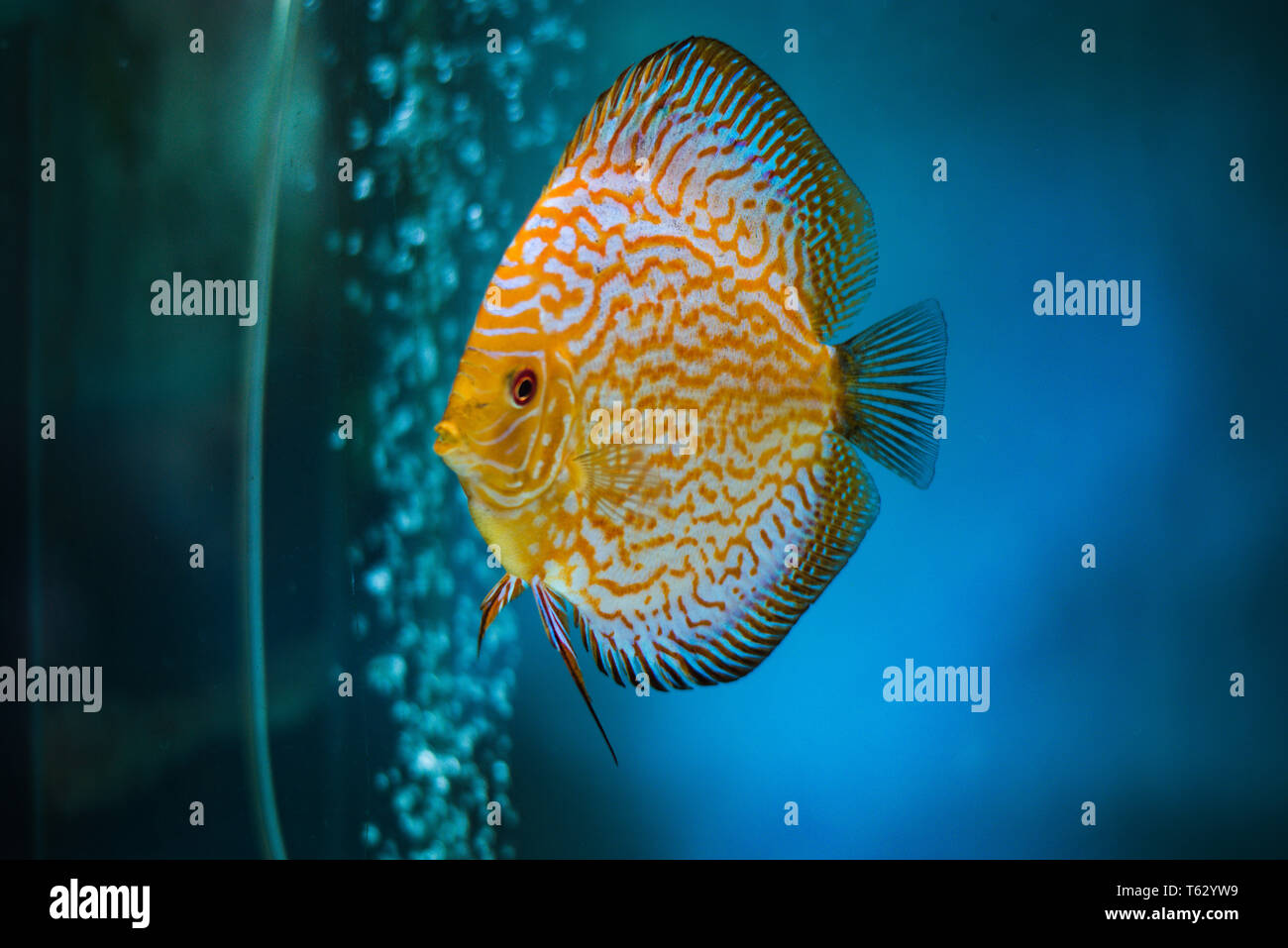 Poissons Discus Banque d'image et photos - Alamy
