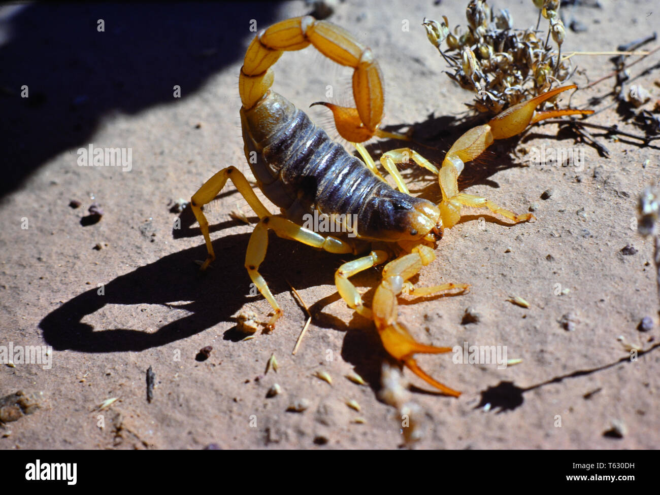 Arizona desert hairy scorpion Banque de photographies et d’images à ...