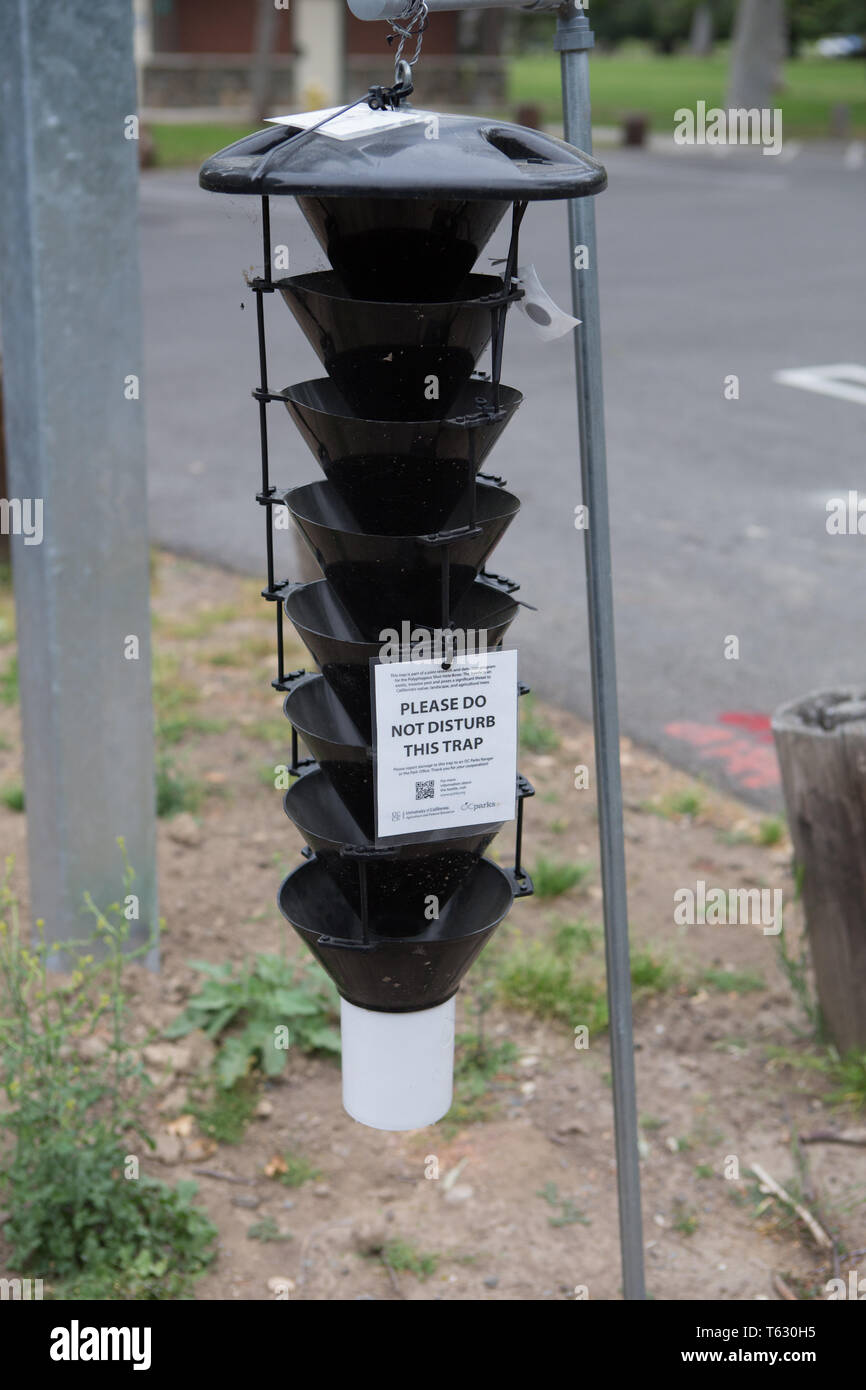 Foreur polyphage Banque de photographies et d’images à haute résolution ...