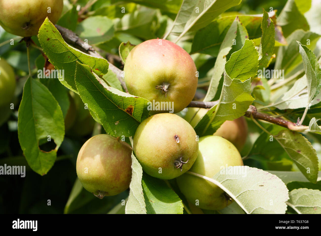 Faire pousser un pommier Banque de photographies et d’images à haute ...