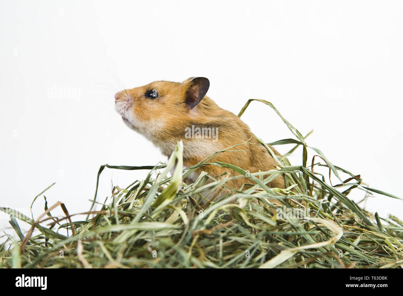 Gold hamster Banque de photographies et d’images à haute résolution - Alamy