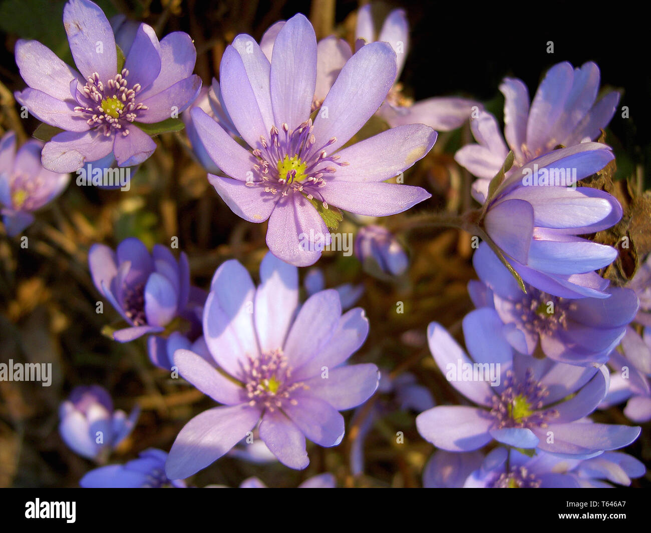Anemone hepatica Banque de photographies et d’images à haute résolution ...