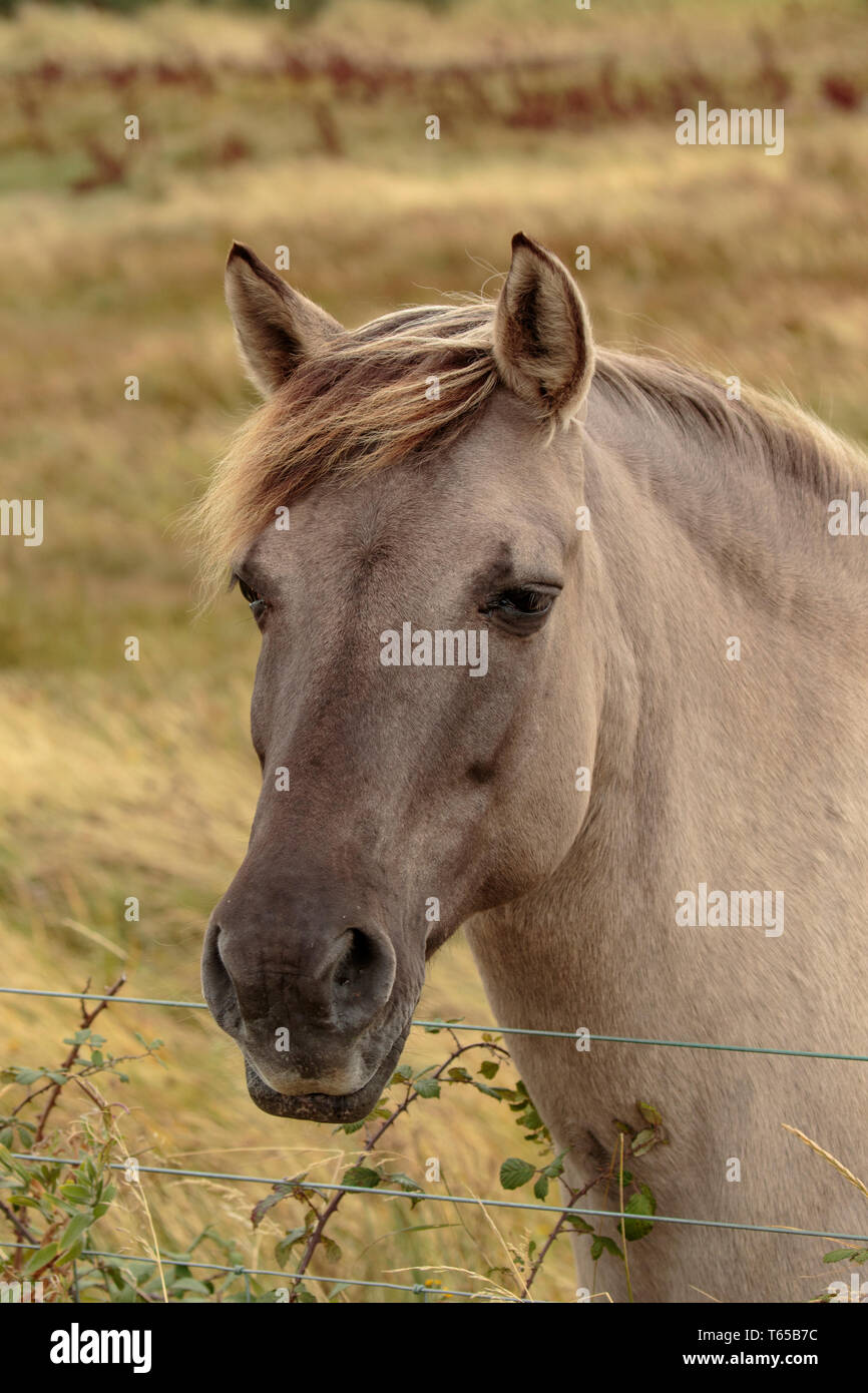 Polish konik Banque de photographies et d’images à haute résolution - Alamy