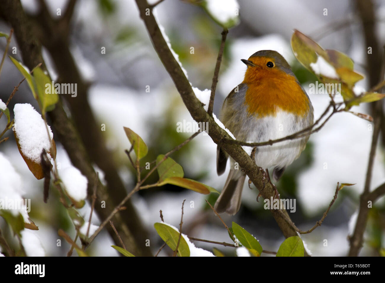 European robin flying Banque de photographies et d’images à haute ...